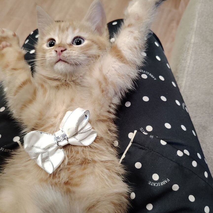 Рыжий котенок мальчик