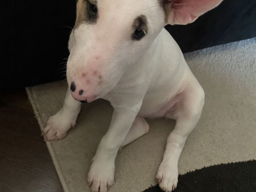 Бультерьер