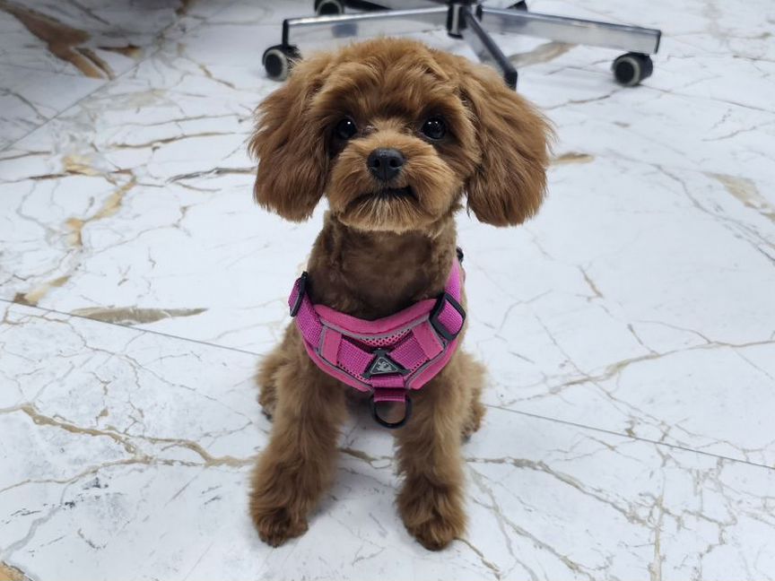 Кавапу мини