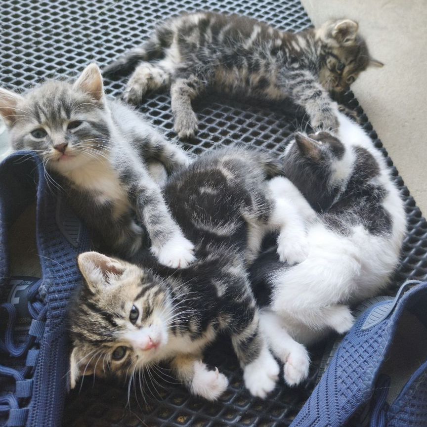 Отдам котят в добрые