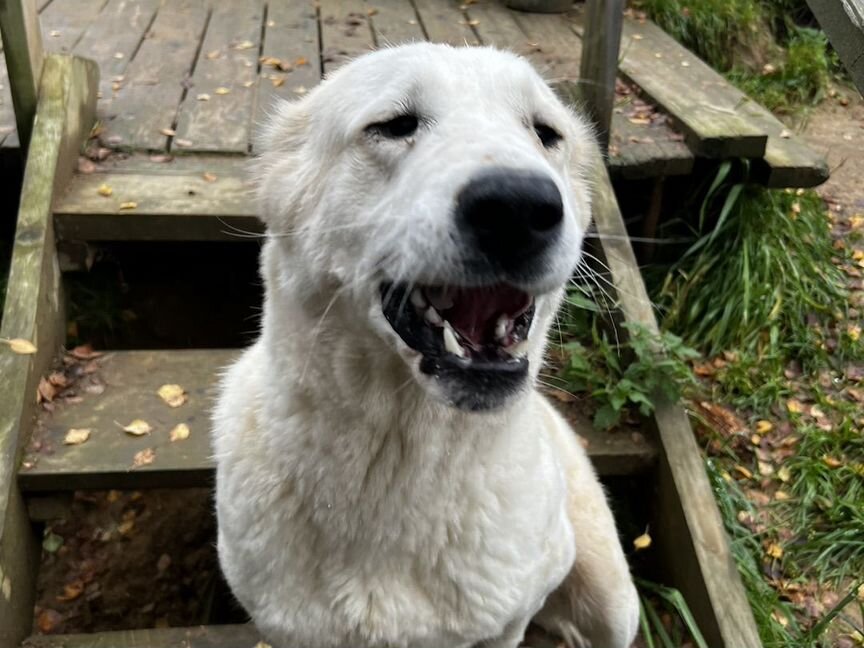 Девочка туркменского алабая 1,5г