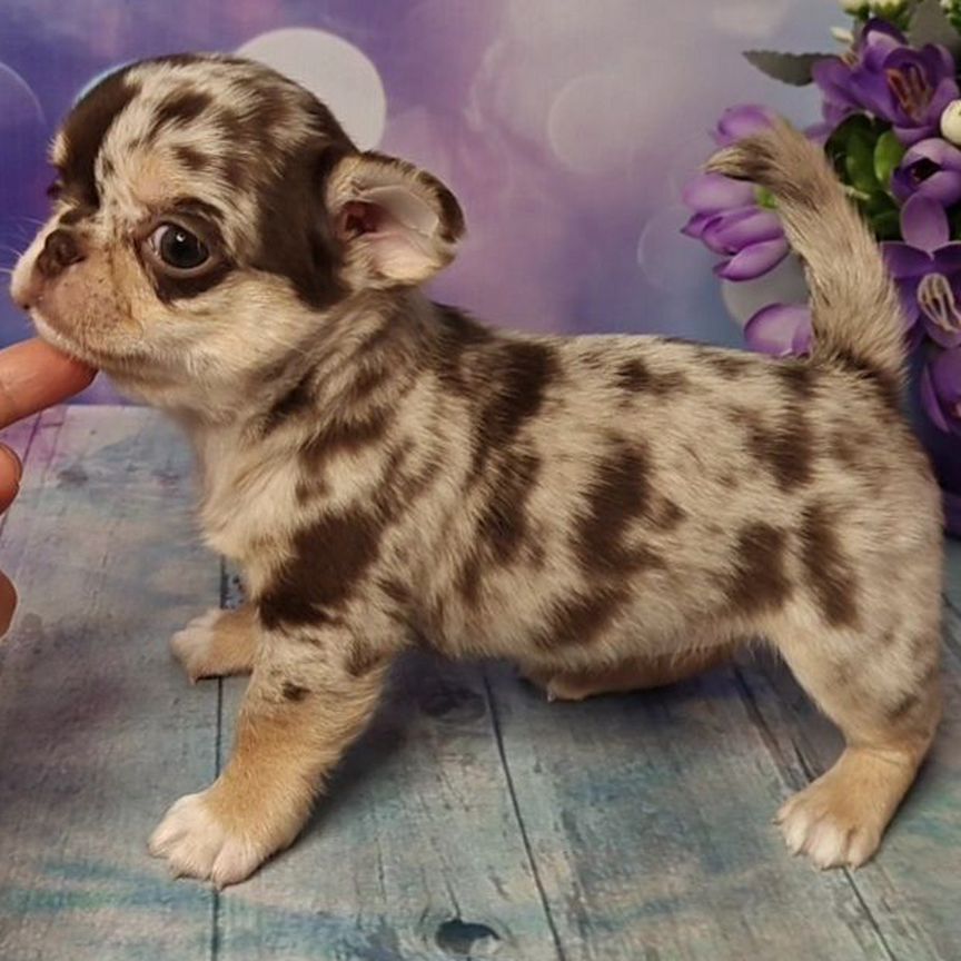 Чихуахуа, щенок