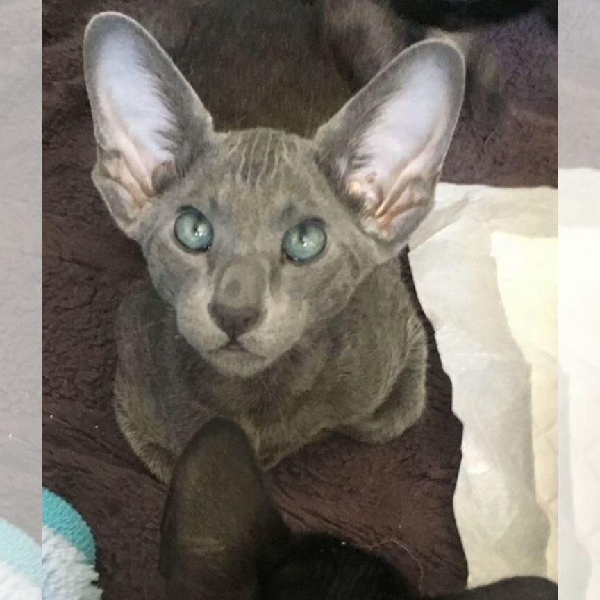Котенок ориентал