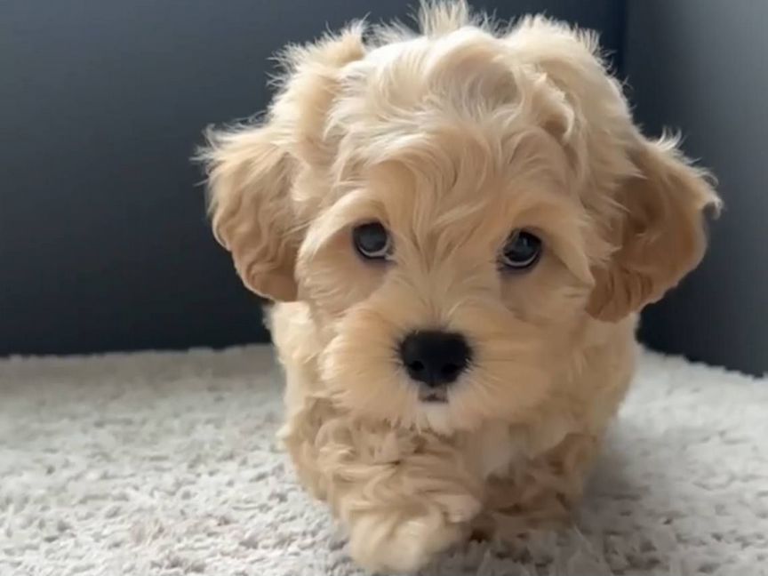 Мальтипу мини f1