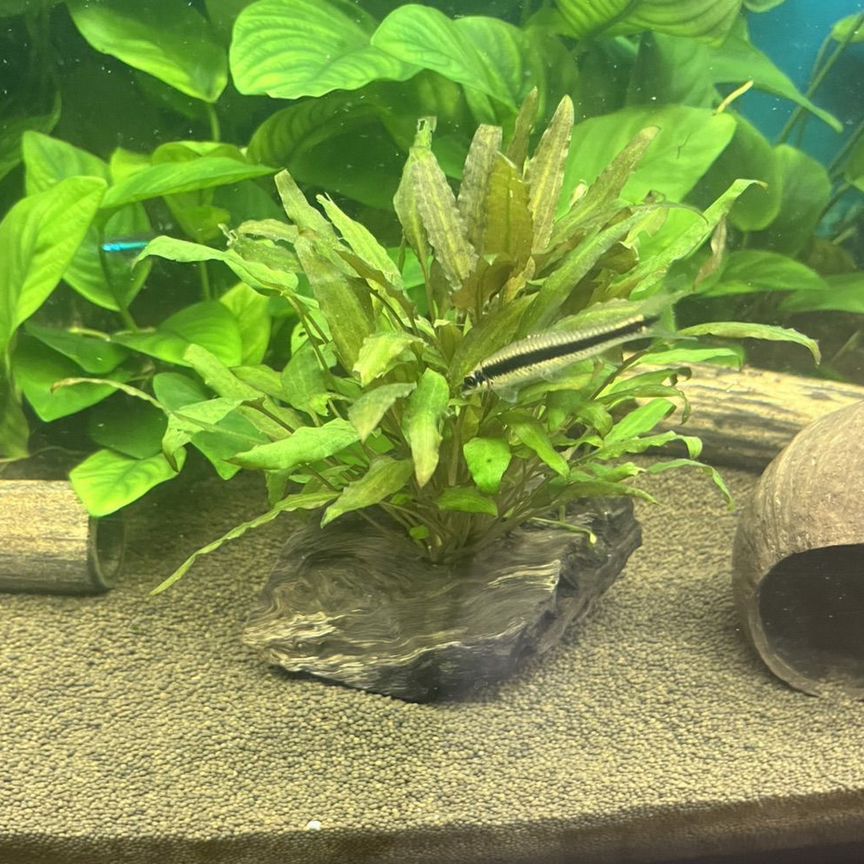 Растение в аквариум