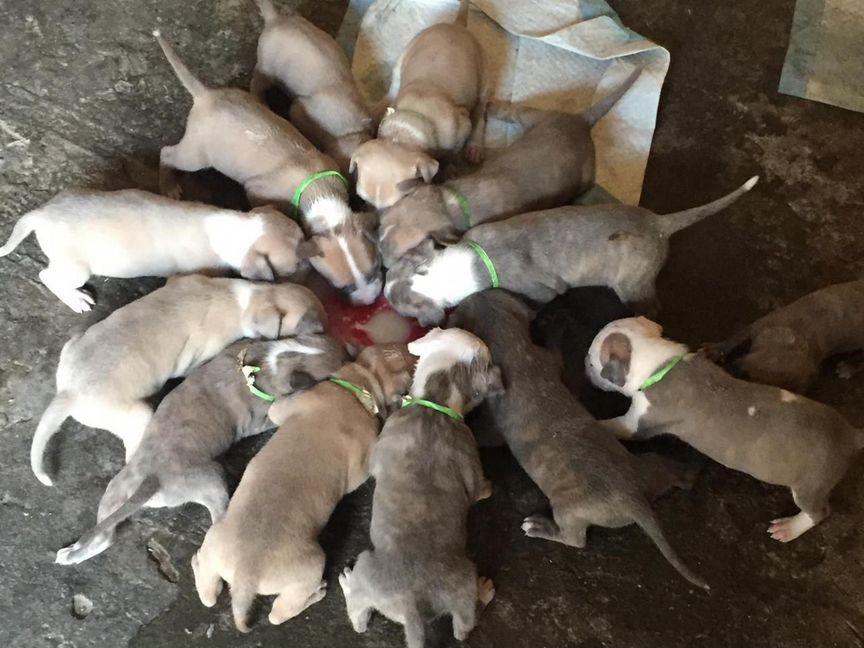 Щенки стаффорда