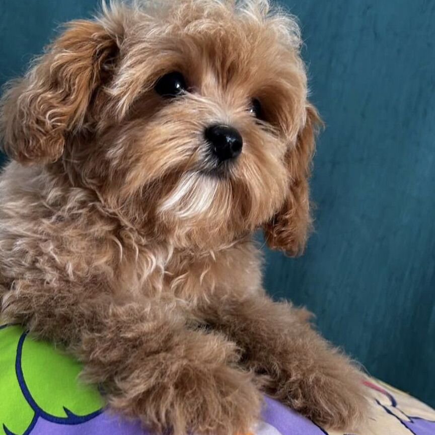 Мальтипу Ф2