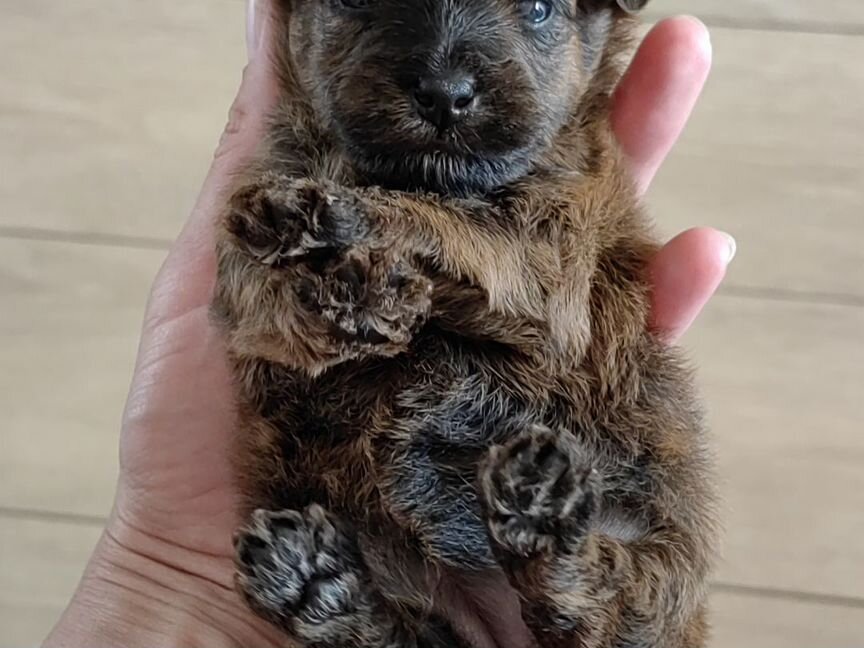 Мальтипу (йоркипу)