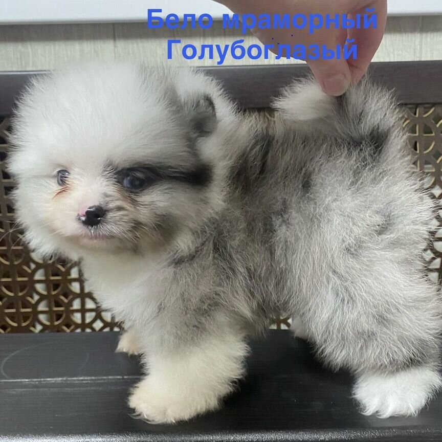 Померанский шпиц, щенок