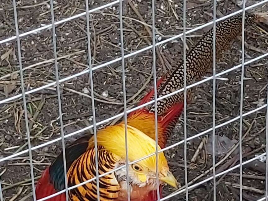 Декоративная птица