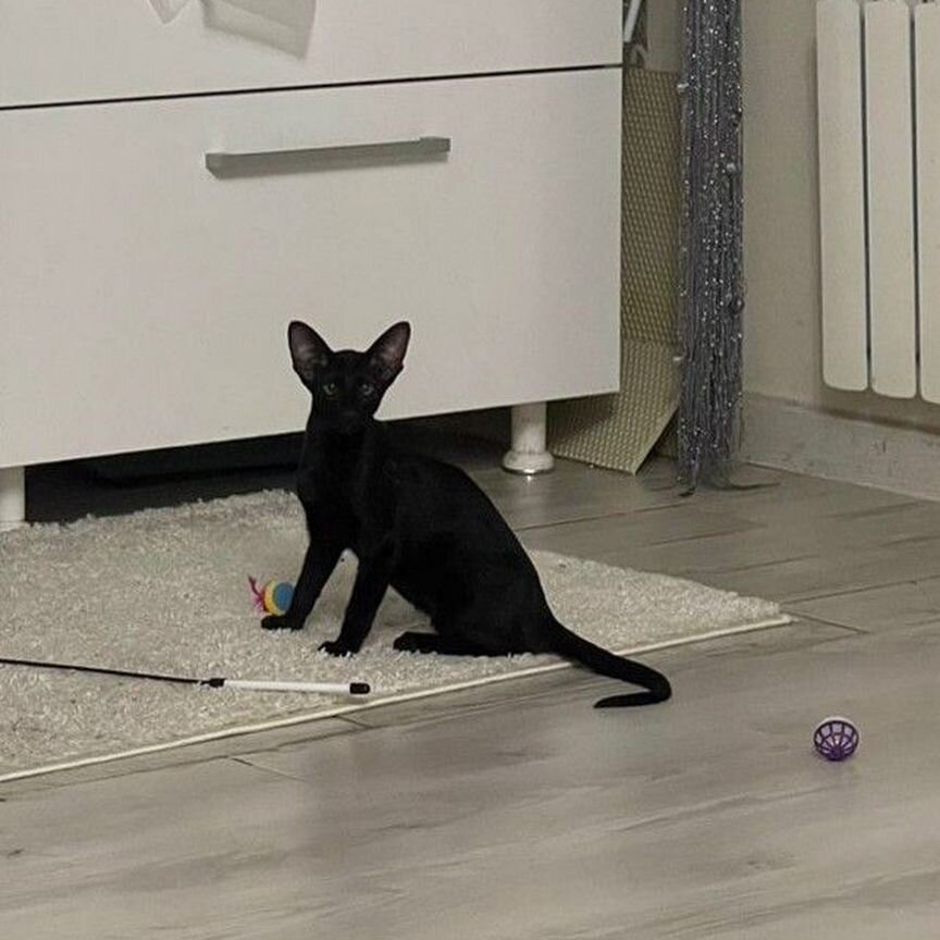 Ориентальные мальчишки и девчонки