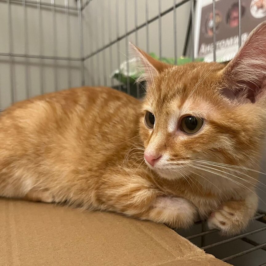 Ласковый мурчалка котенок