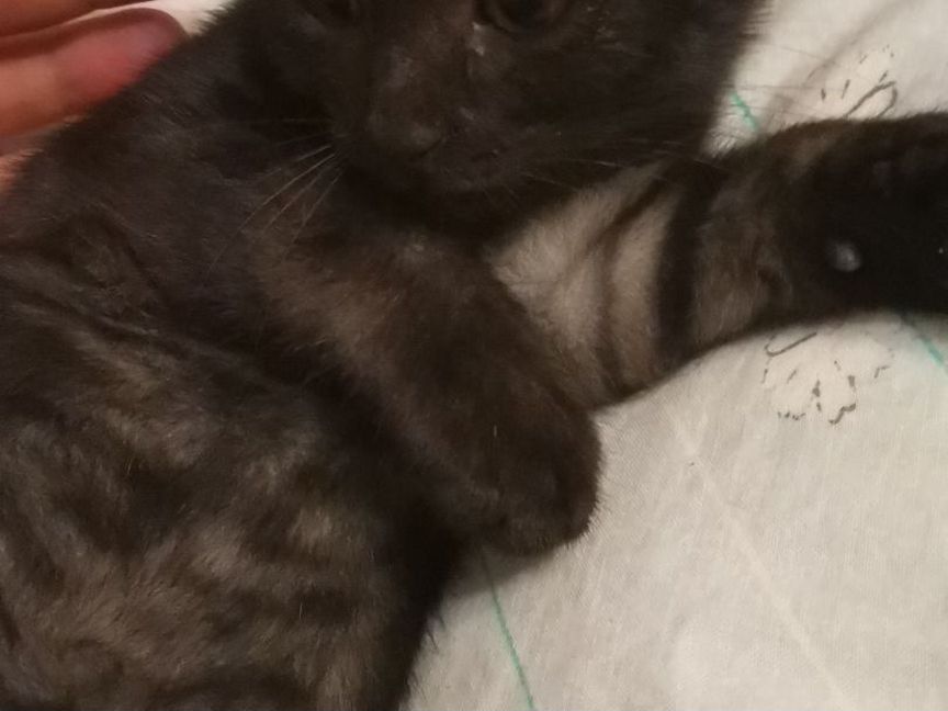 Кошки бесплатно