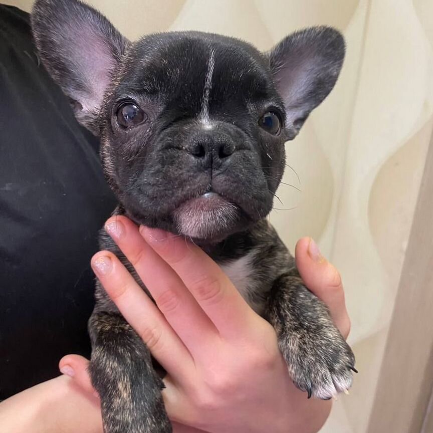 Французский бульдог, щенок