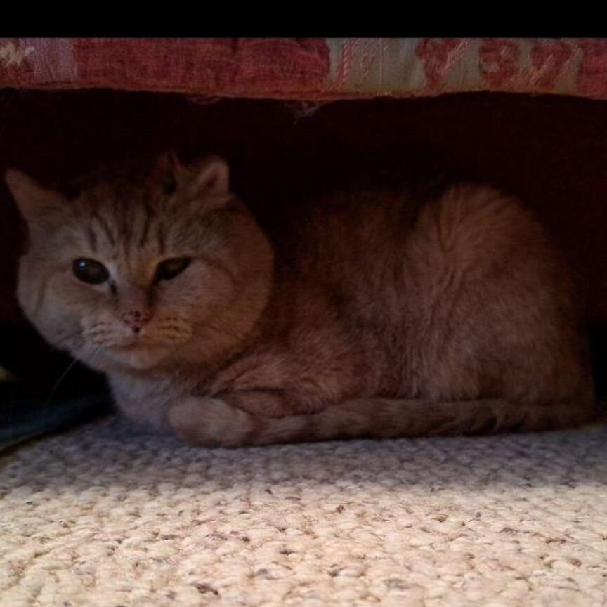 Две кошечки и котик