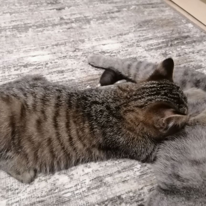 Отдам в хорошие руки котенка