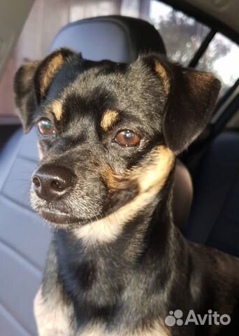 Той-Терьер для случки