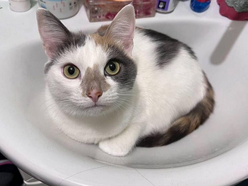 3 года в семье и вот снова поиск дома