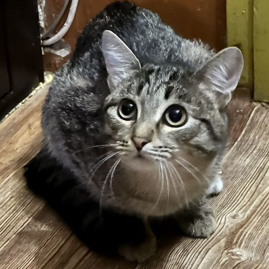 Котенок подросток