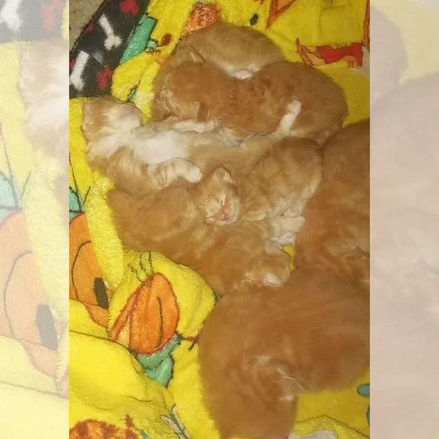 Мейн-кун котёнок