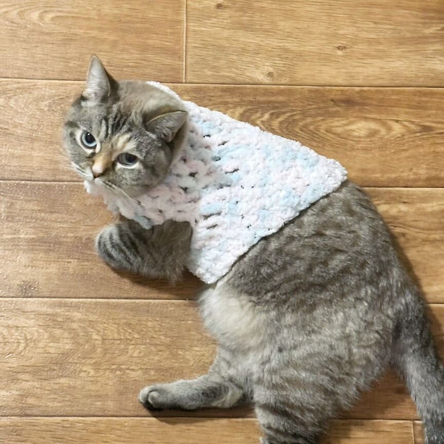 Костюм для кота