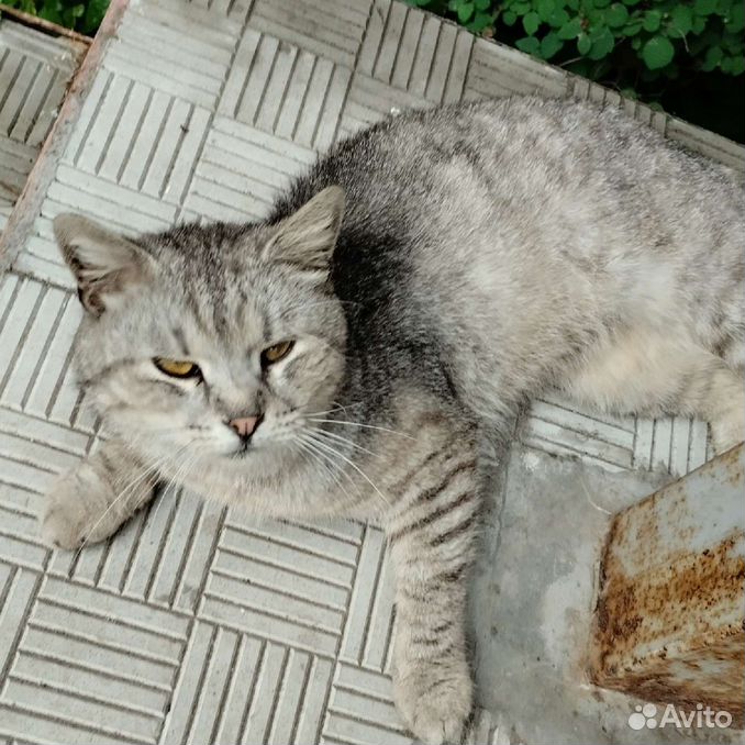 Кот Вискас в добрые руки