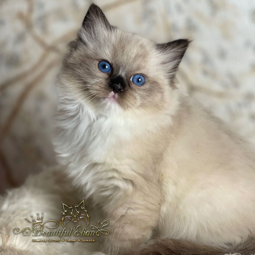 Девочка рэгдолл