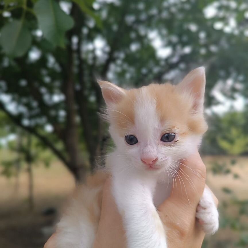 Котята (котик, и кошечка) и мама в дар бесплатно