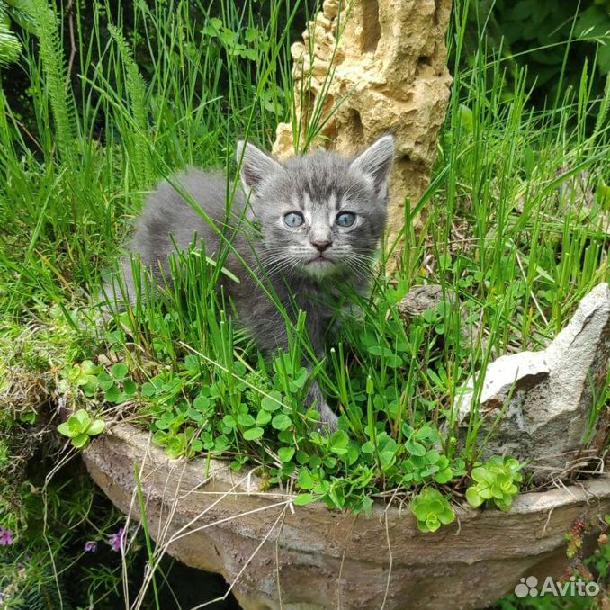 Мальчик 1,5 мес мама русская голубая