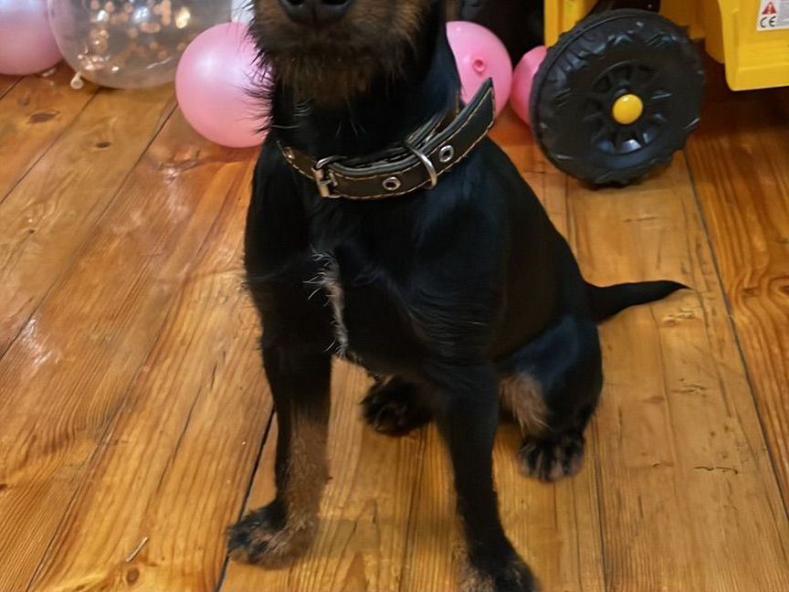 Собака в добрые руки