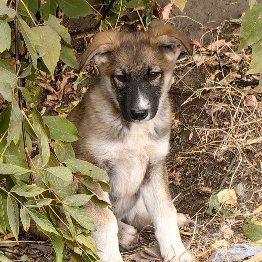 Щенки в добрые руки