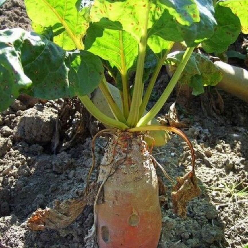 Свекла кормовая