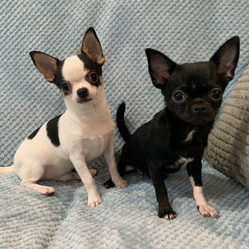 Чихуахуа, щенок