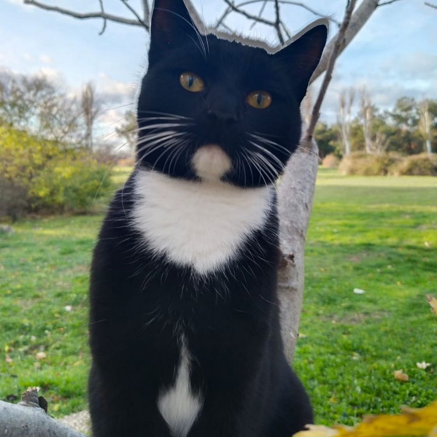 Импозантный котик 8 мес