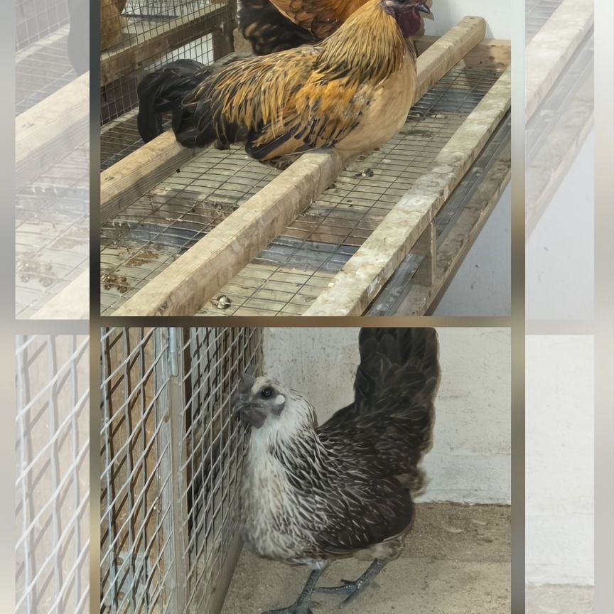 Китайские куры