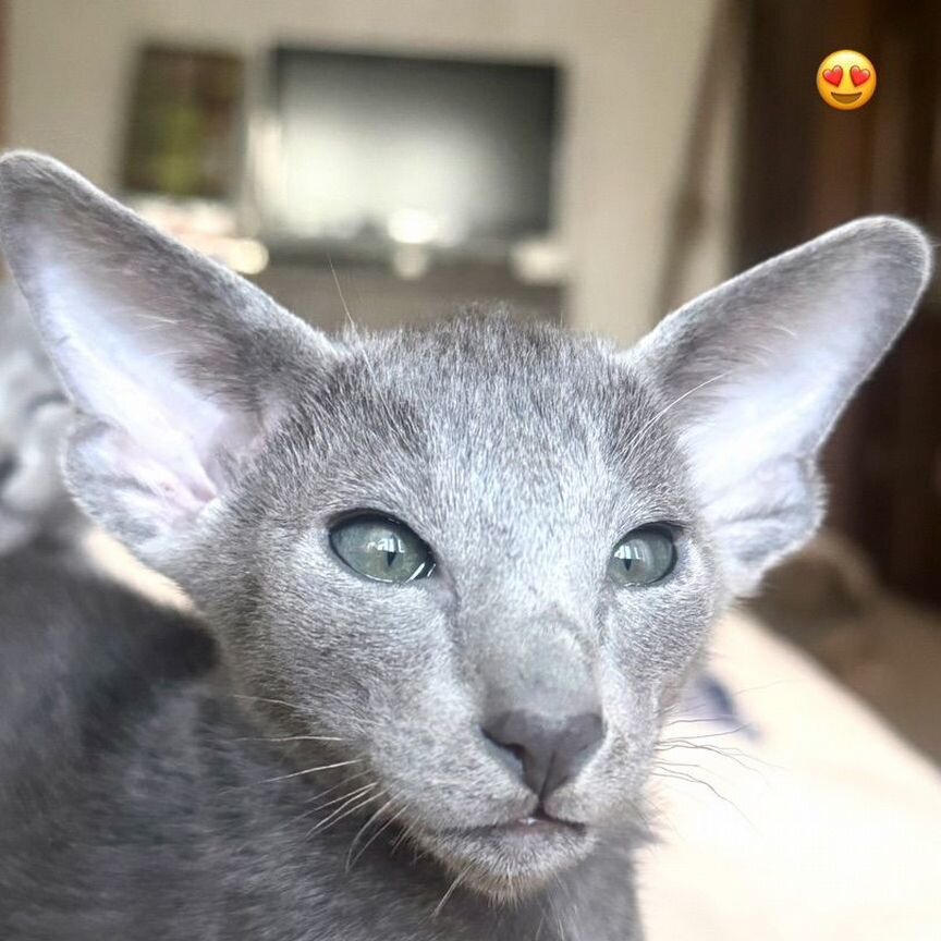 Ориентальный котик