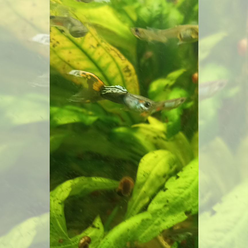 Гуппи взрослые