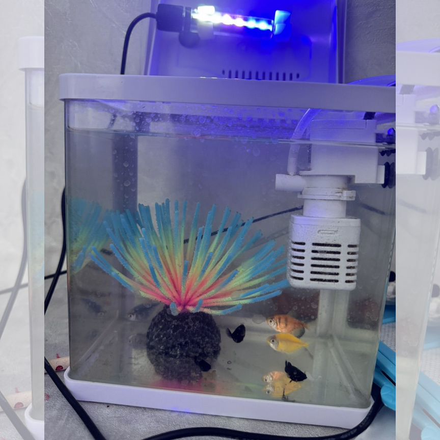 Аквариум с рыбками