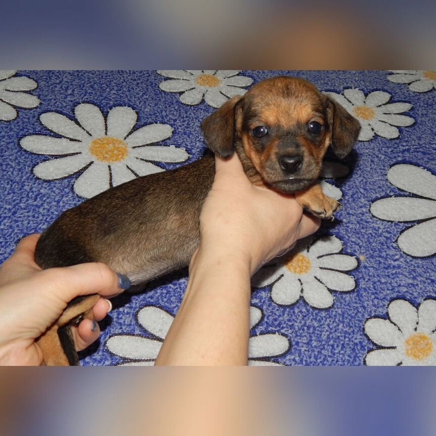 Чистокровный таксеныш