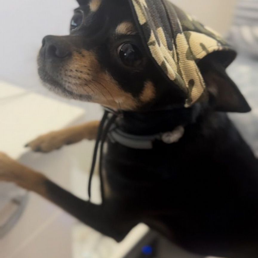 Кепка для собаки