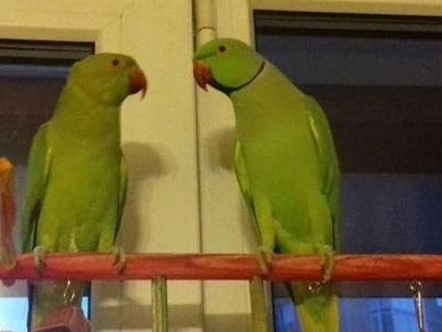 Разводная пара ожереловых попугаев
