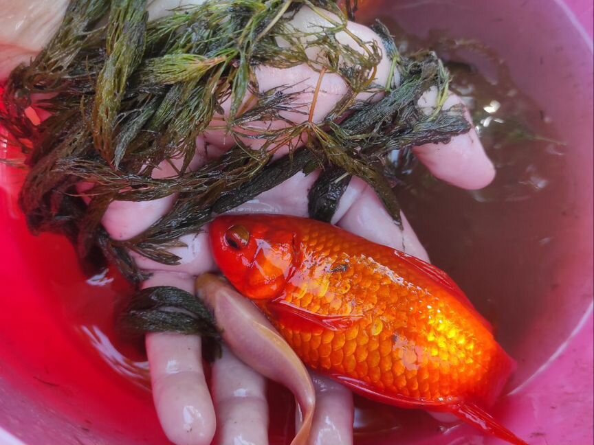 Рыбки комета