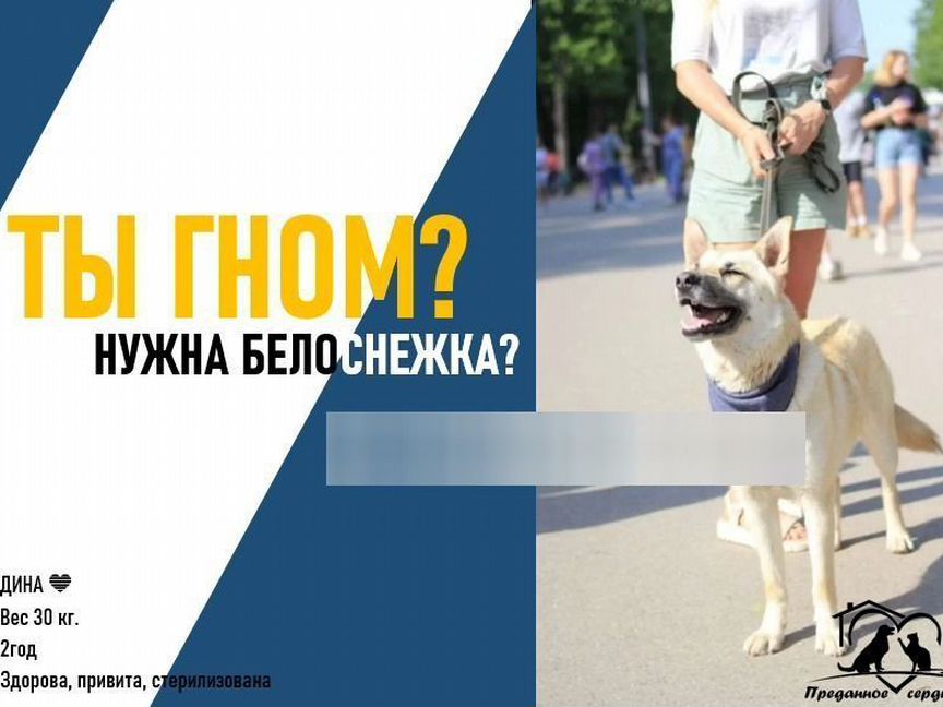 Дина- собака мечты