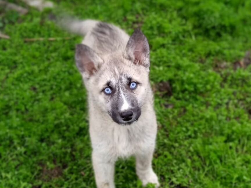 Супер щенок в добрые руки