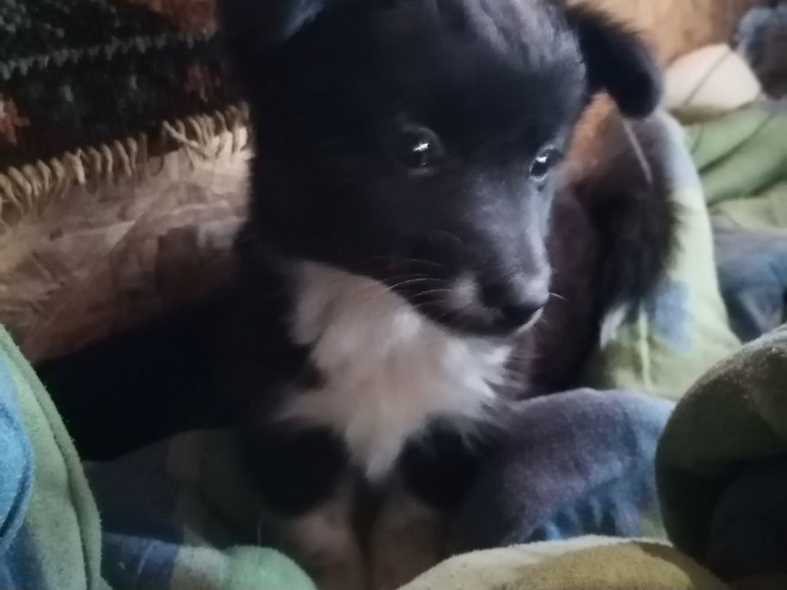 Щенок Шилка