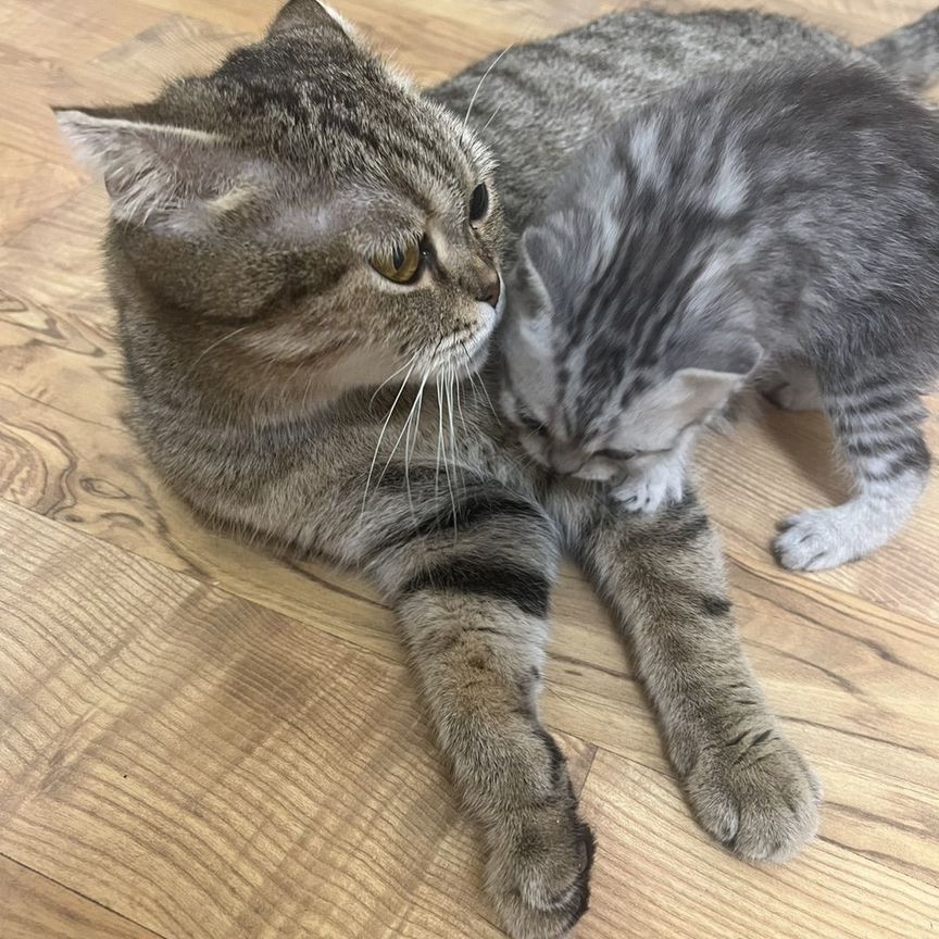 Вислоухие котята