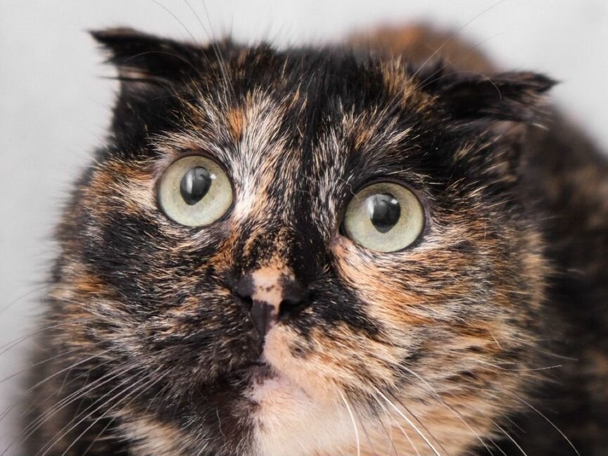 Элегантная коська