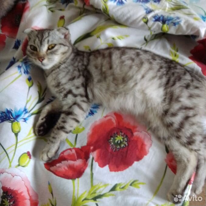 Отдам молоденькую кошечку