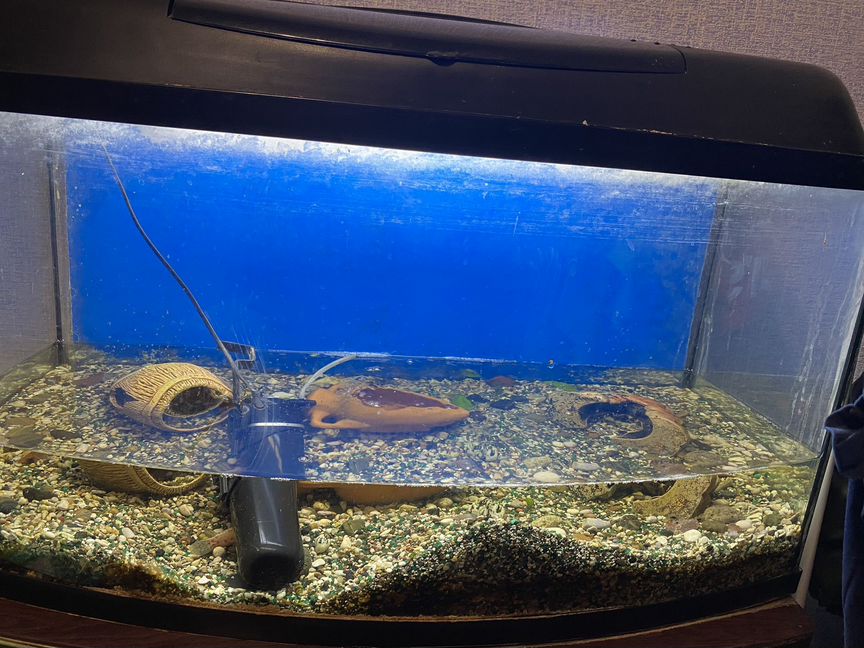 Отдам бесплатно