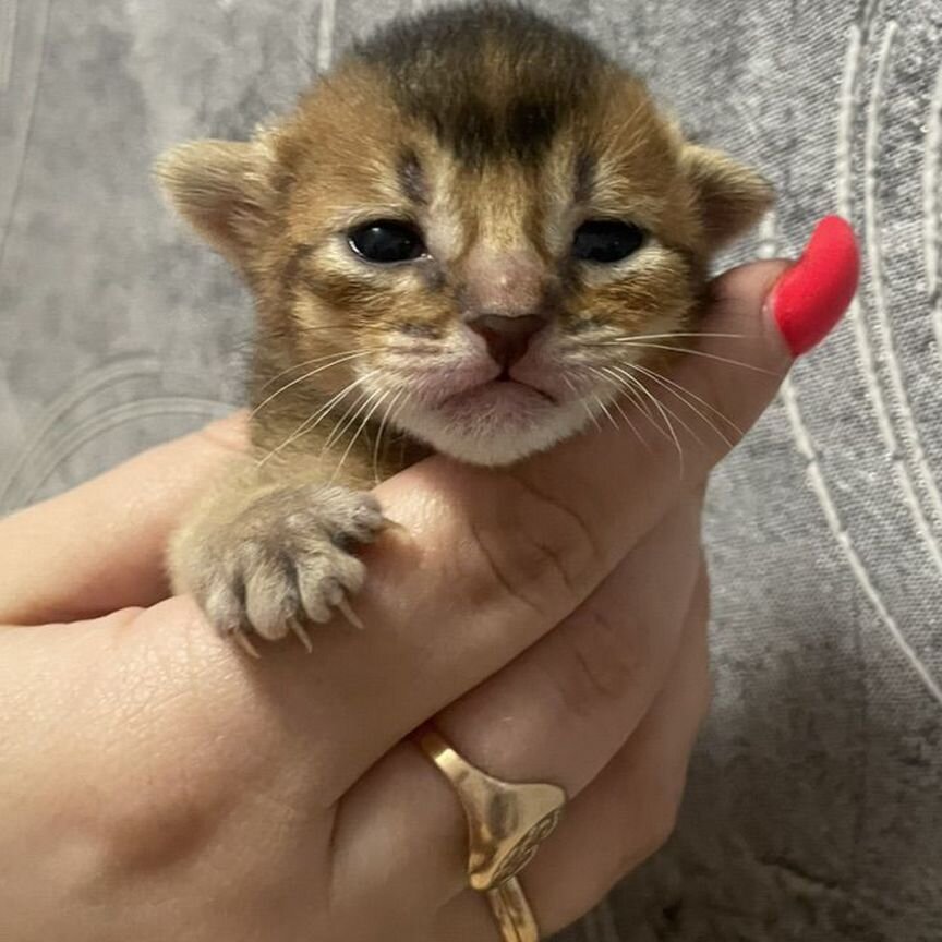Абиссинский котёнок